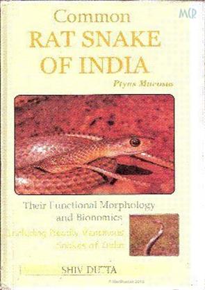 Common Rat Snake Of India Their Functional Morphology And Bionomics ...